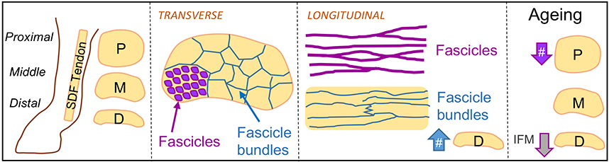 Variations during ageing in the three-dimensional anatomical ...
