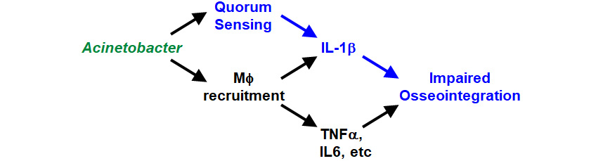Acinetobacter quorum sensing contributes to inflammation-induced ...