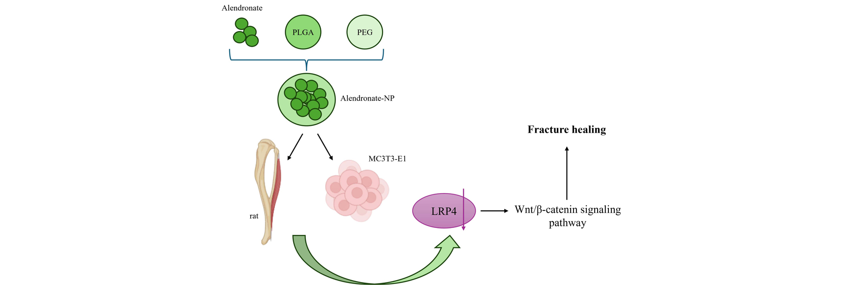 Alendronate nanoparticles promote fracture healing by inhibiting LRP4 ...