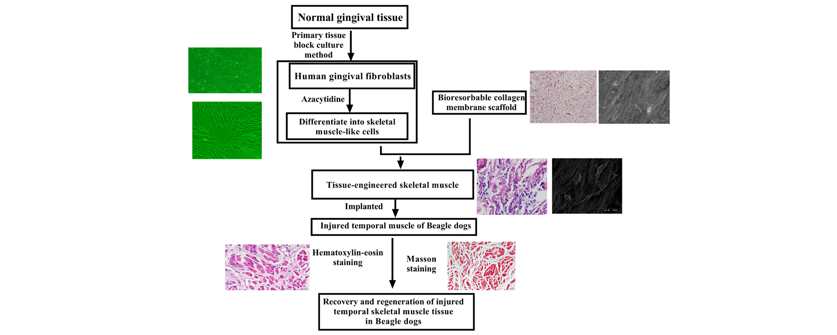 Tissue-engineered skeletal muscle constructed by human gingival fibroblasts