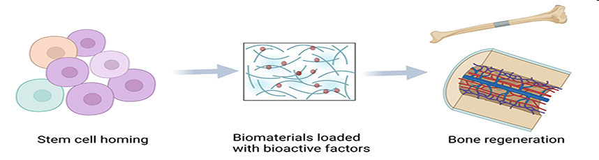 Stem cell homing as a promising strategy for bone regeneration: focus ...